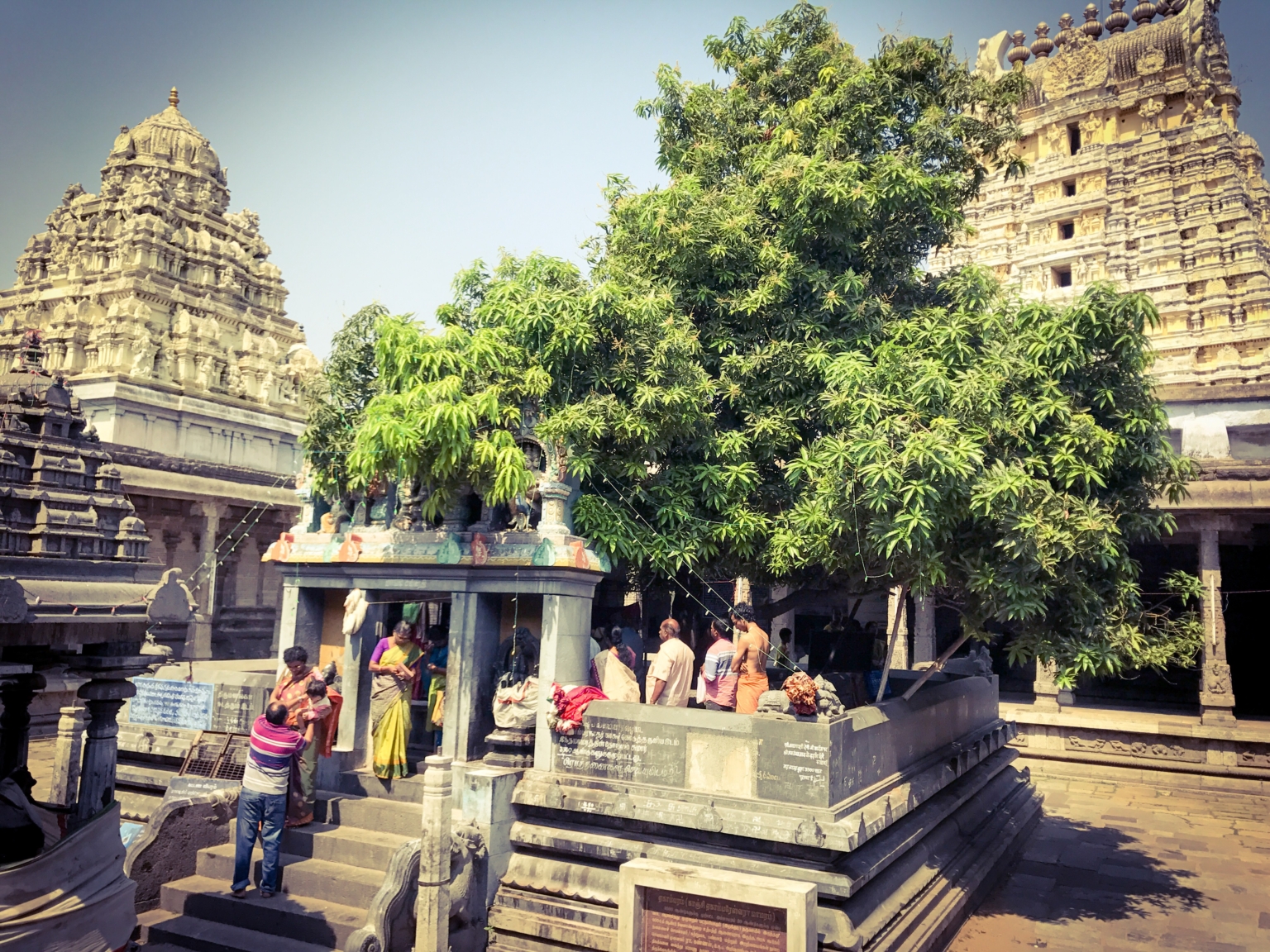 Unpeeling the Story of Amchur: Mango - Fruit and Symbol of Love